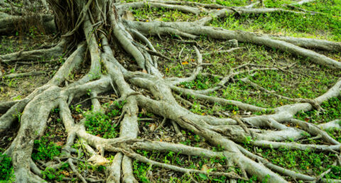 How To Stop Tree Roots From Growing Back - Mechanicsburg Tree Service